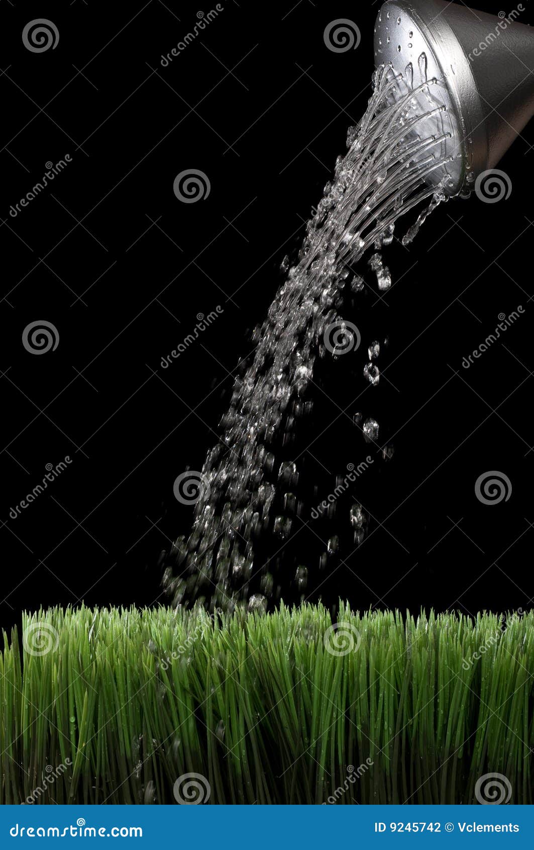 Water Sprinking from a Silver Garden Watering Can Stock Photo - Image ...