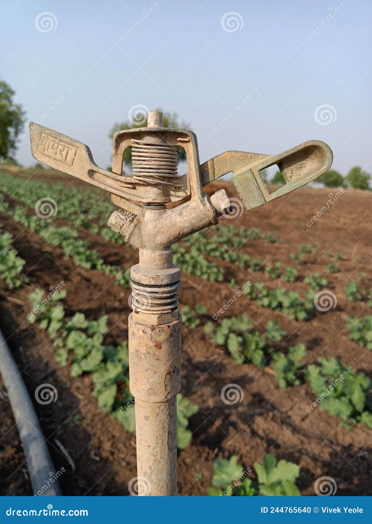 Water Sprinkle of Irrigation System in India Stock Photo - Image of ...
