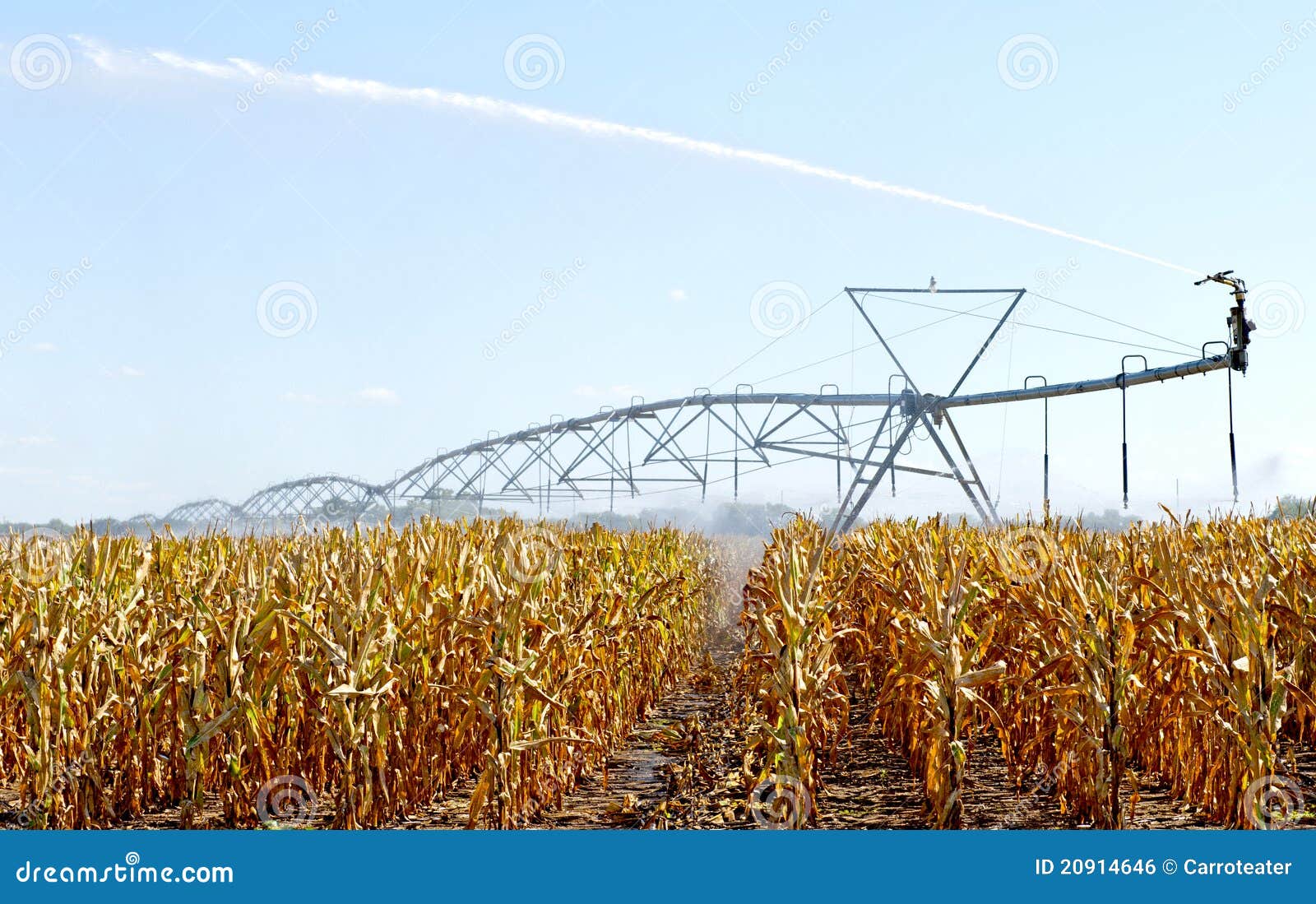 Water Sprinkler in the Corn Field Stock Photo - Image of countryside ...
