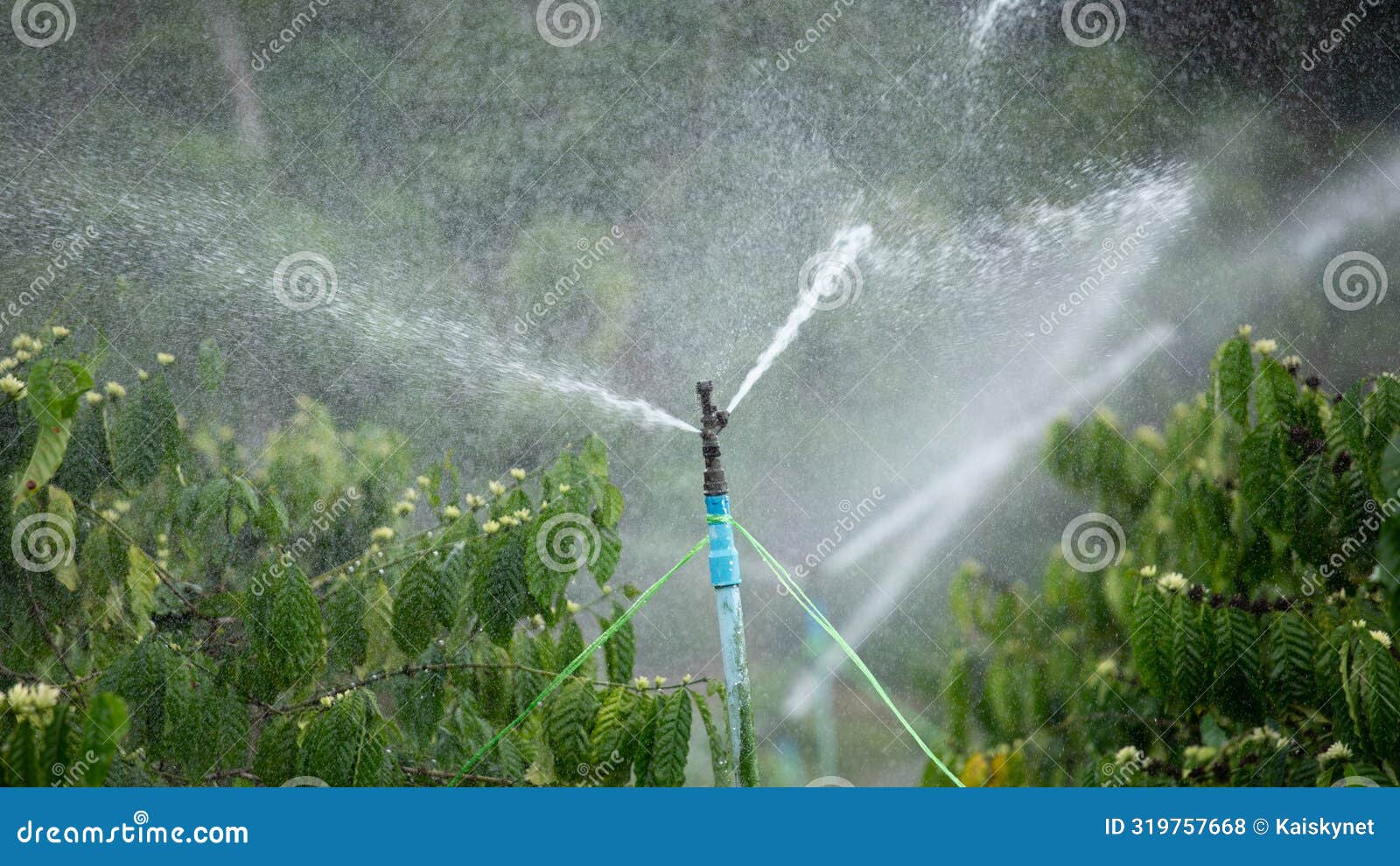 Water Sprinkler Spraying Mist on Coffee Plantation Stock Photo - Image ...