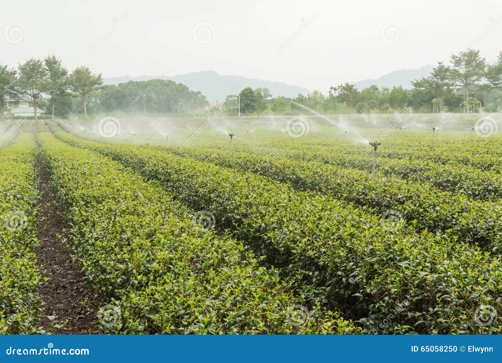 Water Sprinkler at the Tea Farm Stock Photo - Image of freshness ...