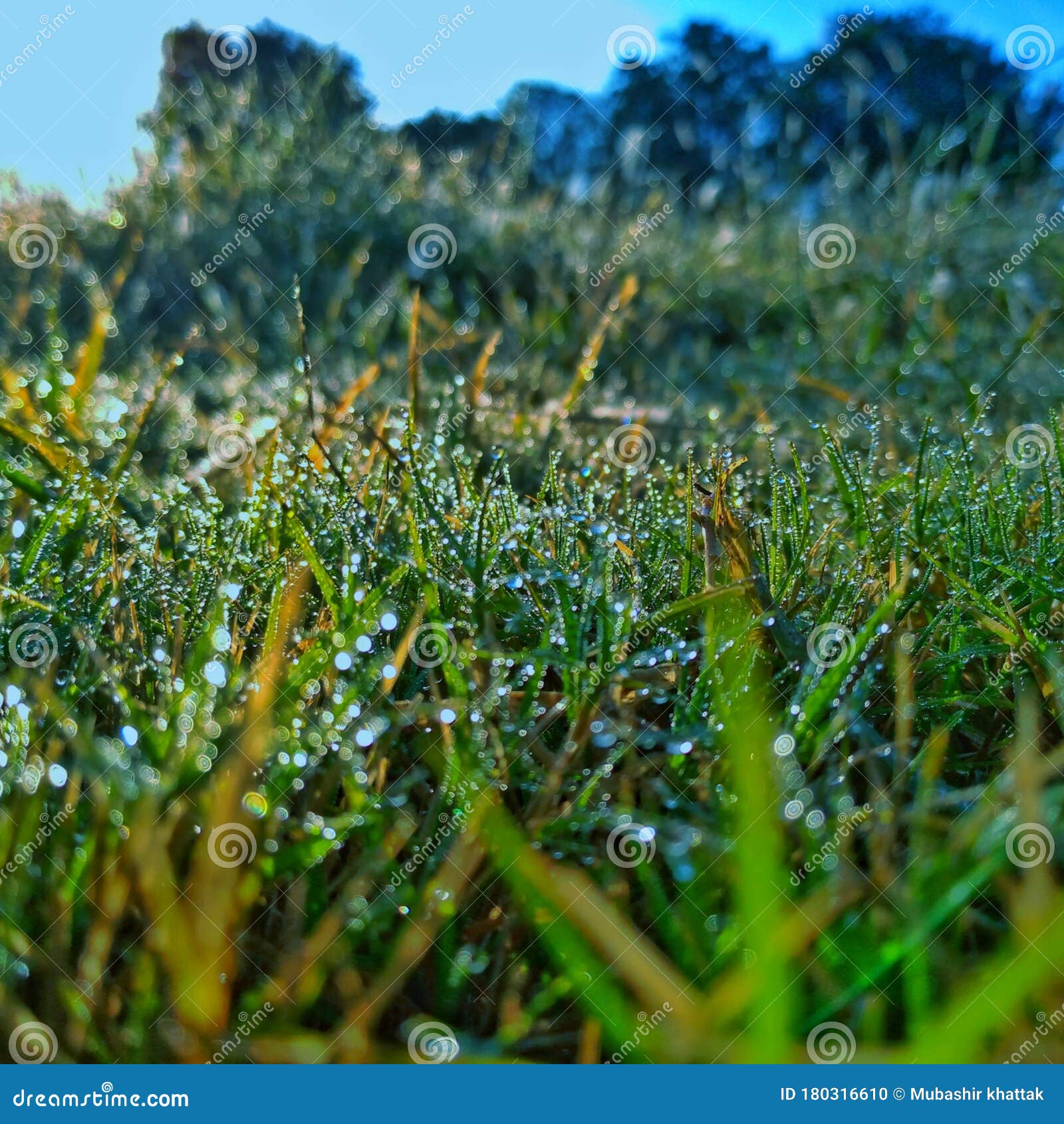 Water sprinkles nature stock photo. Image of water, sprinkles - 180316610