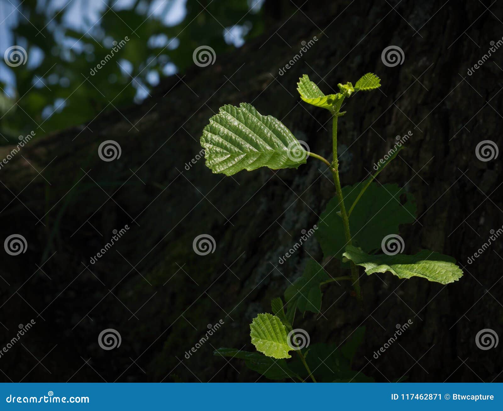 Water sprout of alder tree stock image. Image of sprout - 117462871