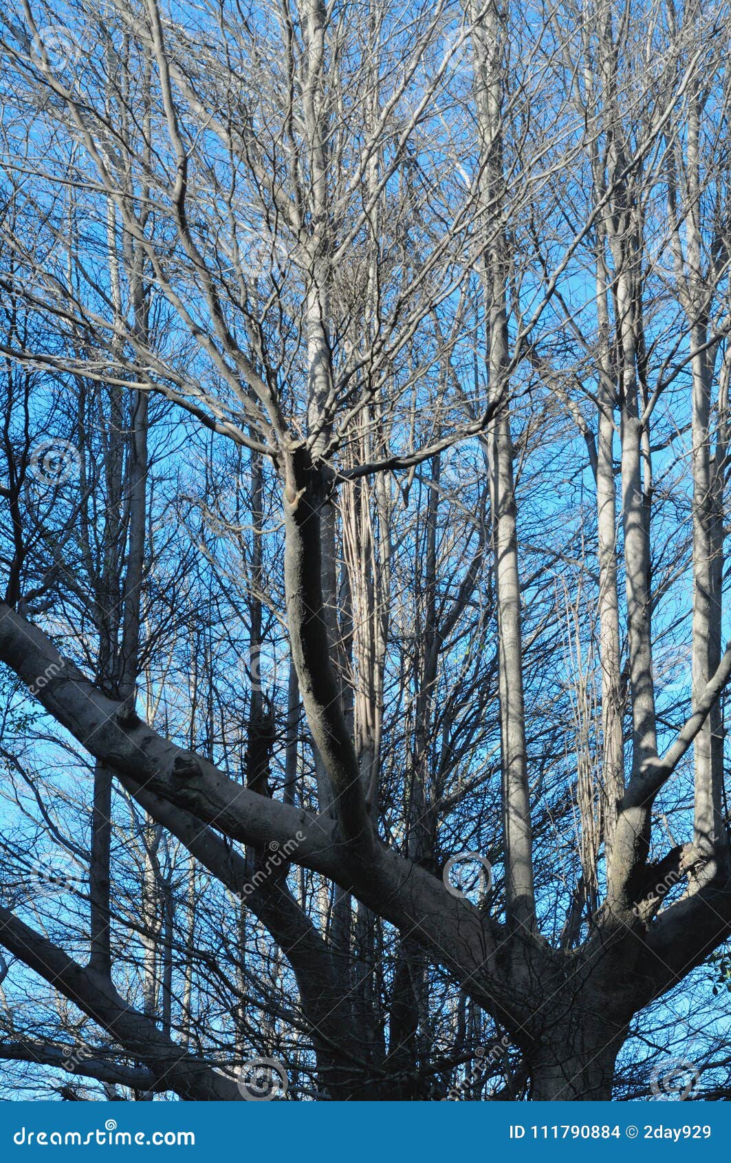 Water Sprouts in the Canopy, Nature, Tree, Vertical Stock Photo - Image ...
