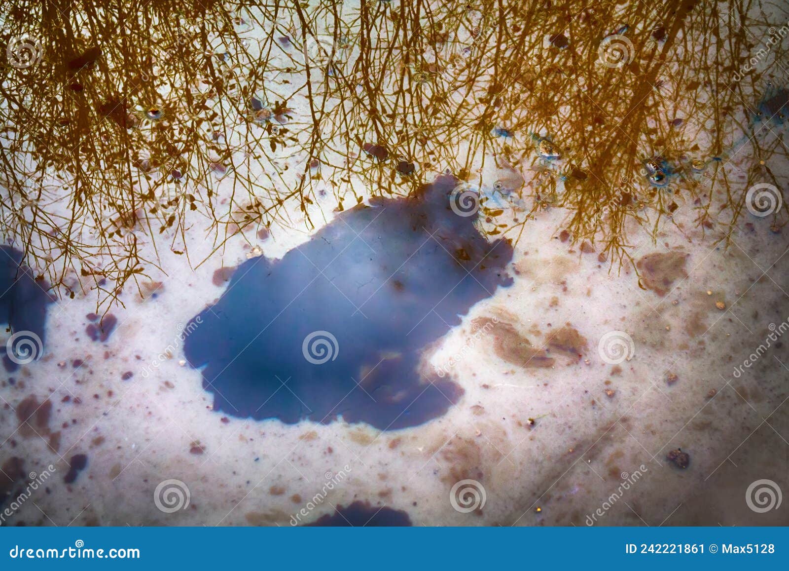 Water Stagnation at End of Summer Stock Image - Image of head, ecology ...
