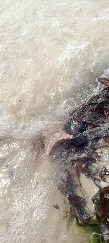 Water star fish sand beach stock image. Image of water - 288542905