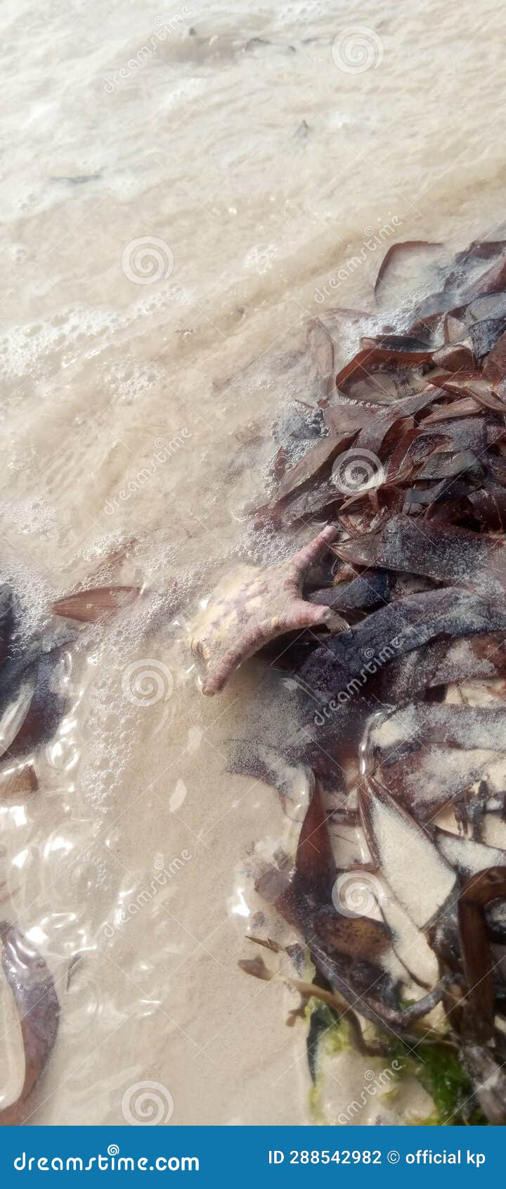 Water star fish sand beach stock photo. Image of star - 288542982