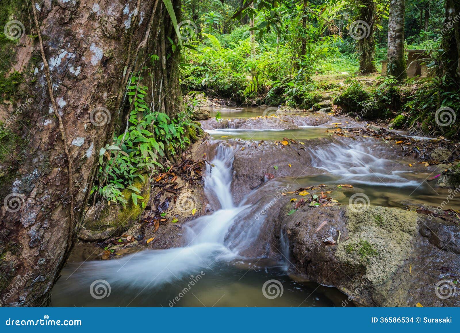Water Steaming in the Jungle Stock Photo - Image of park, flow: 36586534