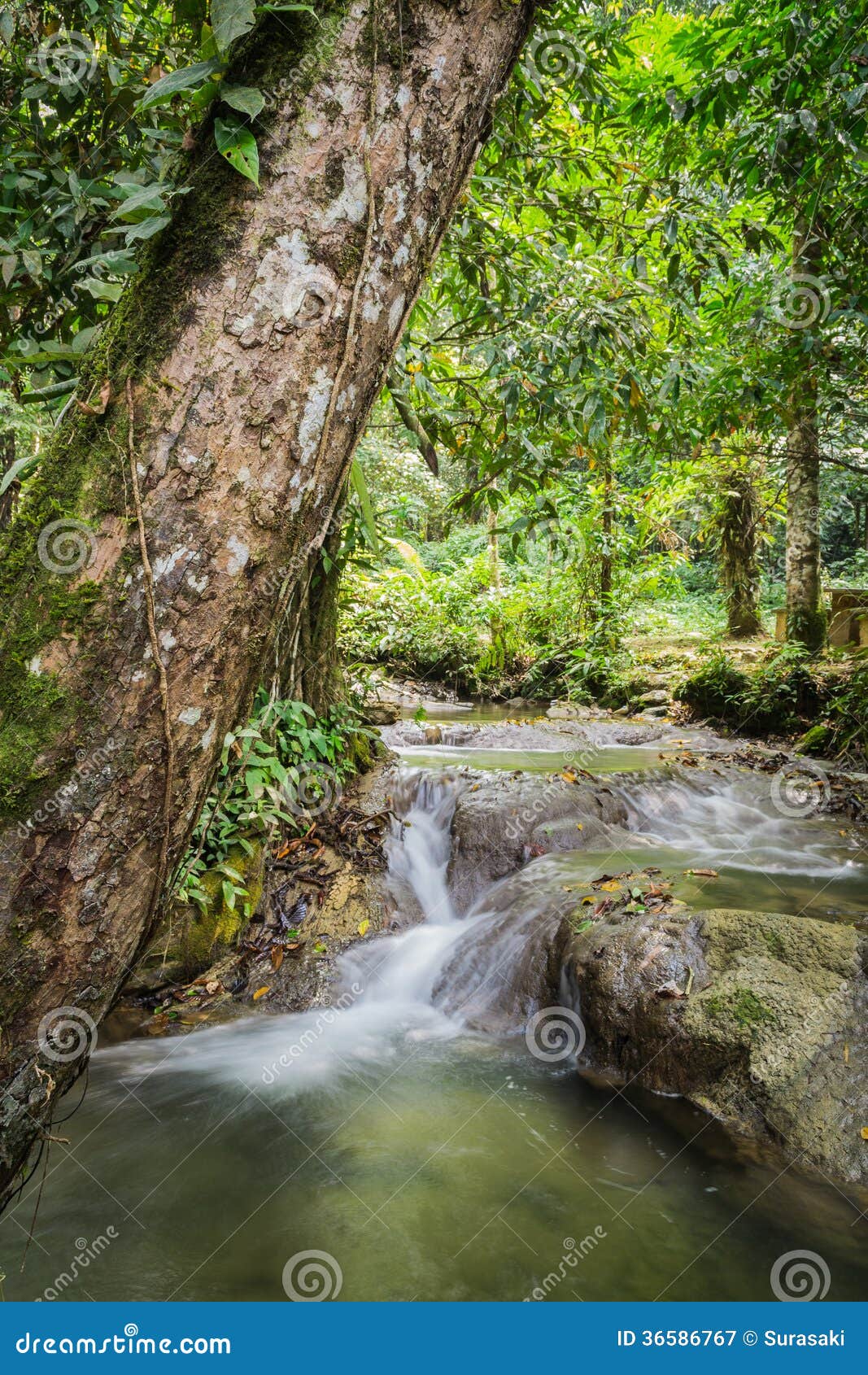 Water Steaming in the Jungle Stock Image - Image of trunk, environment ...