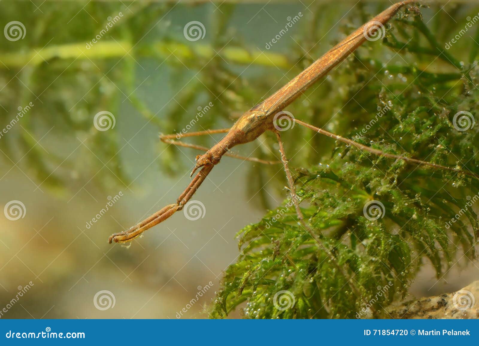 Ranatra Linearis - Water Stick Insect Sits On The Green Wet Leaf Of ...