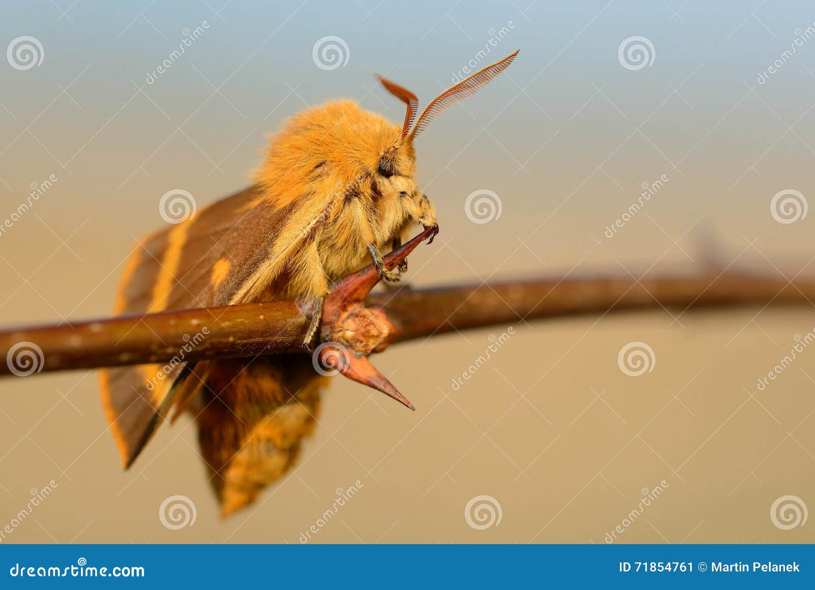 Water Stick Insect - Ranatra Linearis Stock Image - Image of lemon ...