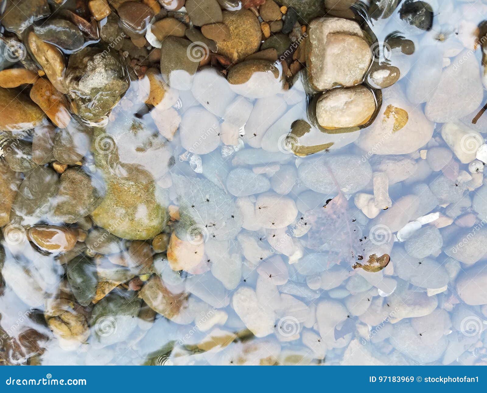 Water and Stones with Insects on Water Stock Image - Image of animals ...