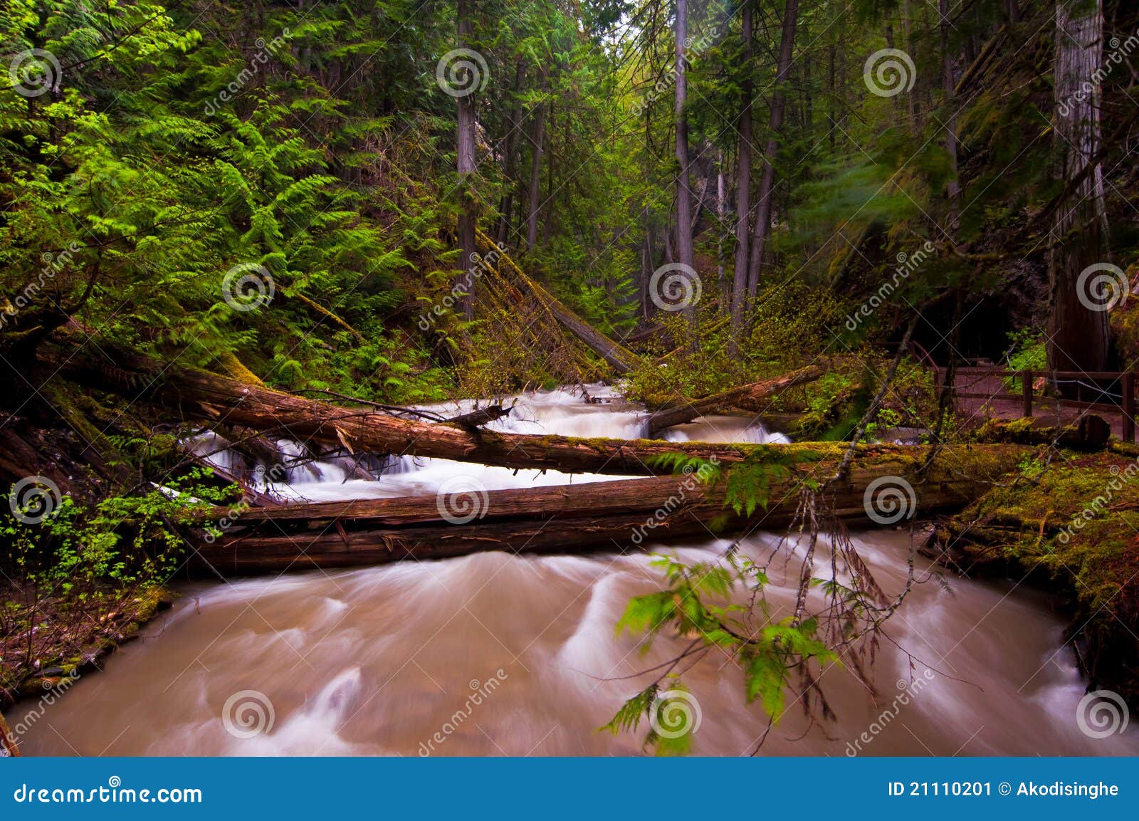 Water stream stock image. Image of columbia, lush, scene - 21110201