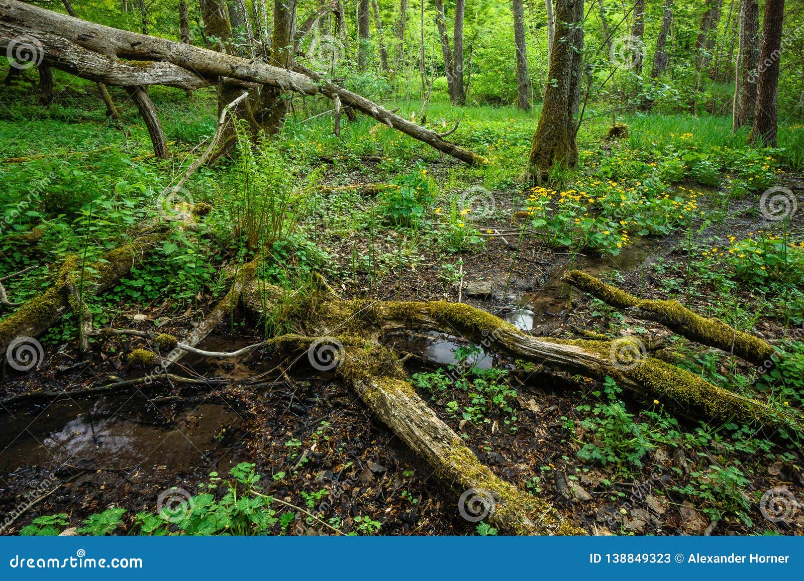 Water Stream Fallen Tree Forest Scenery Spring Stock Image - Image of ...