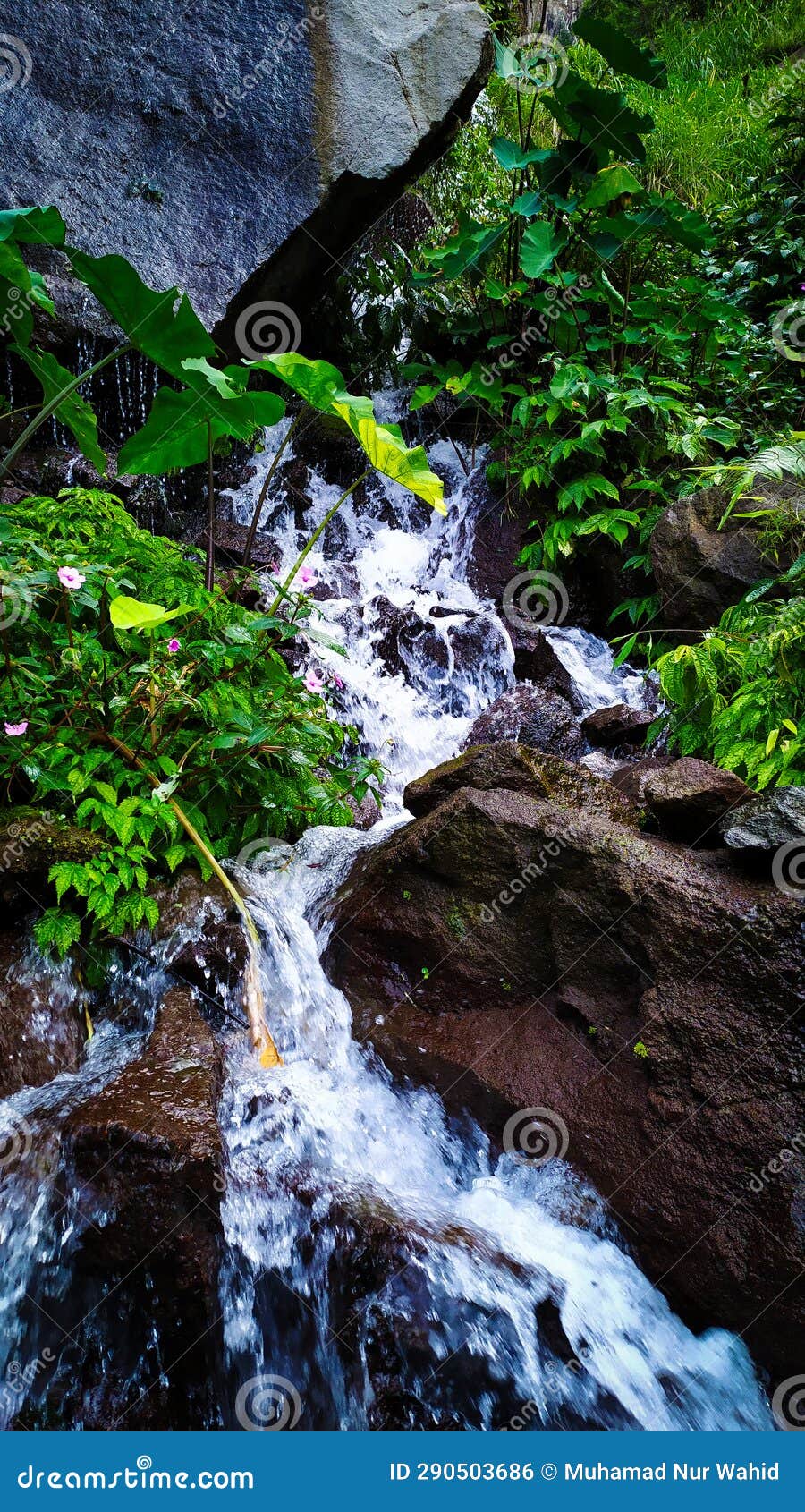 Water Stream Flows through Rocks with Green Tropical Plants Stock Photo ...