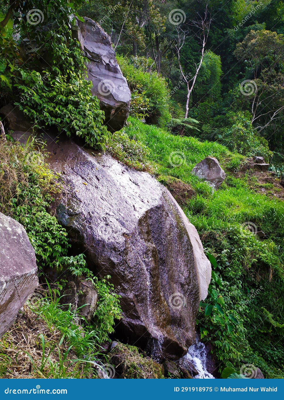 Water Stream Flows through Rocks with Green Tropical Plants Stock Image ...