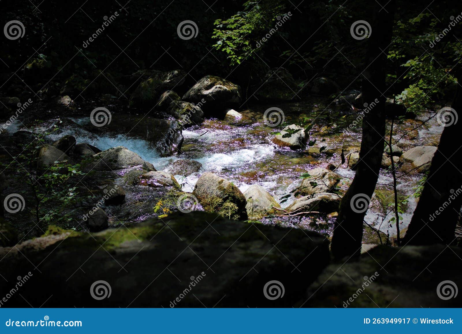Water stream in the forest stock image. Image of stream - 263949917