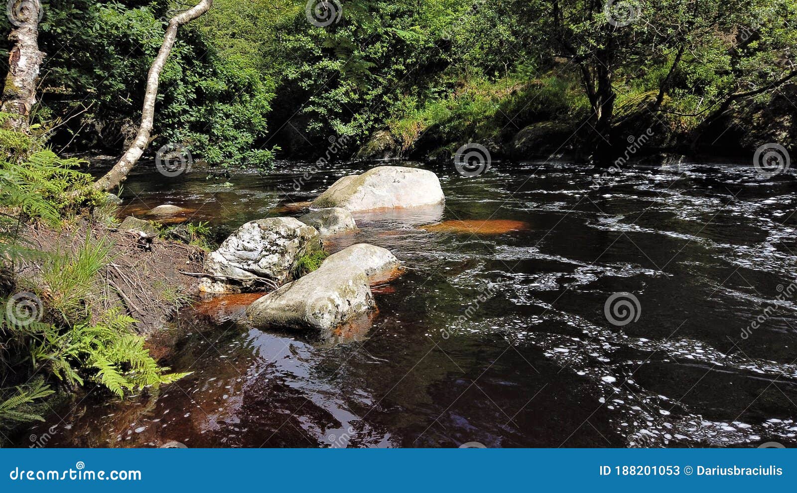 Water stream in forest. stock image. Image of beautiful - 188201053