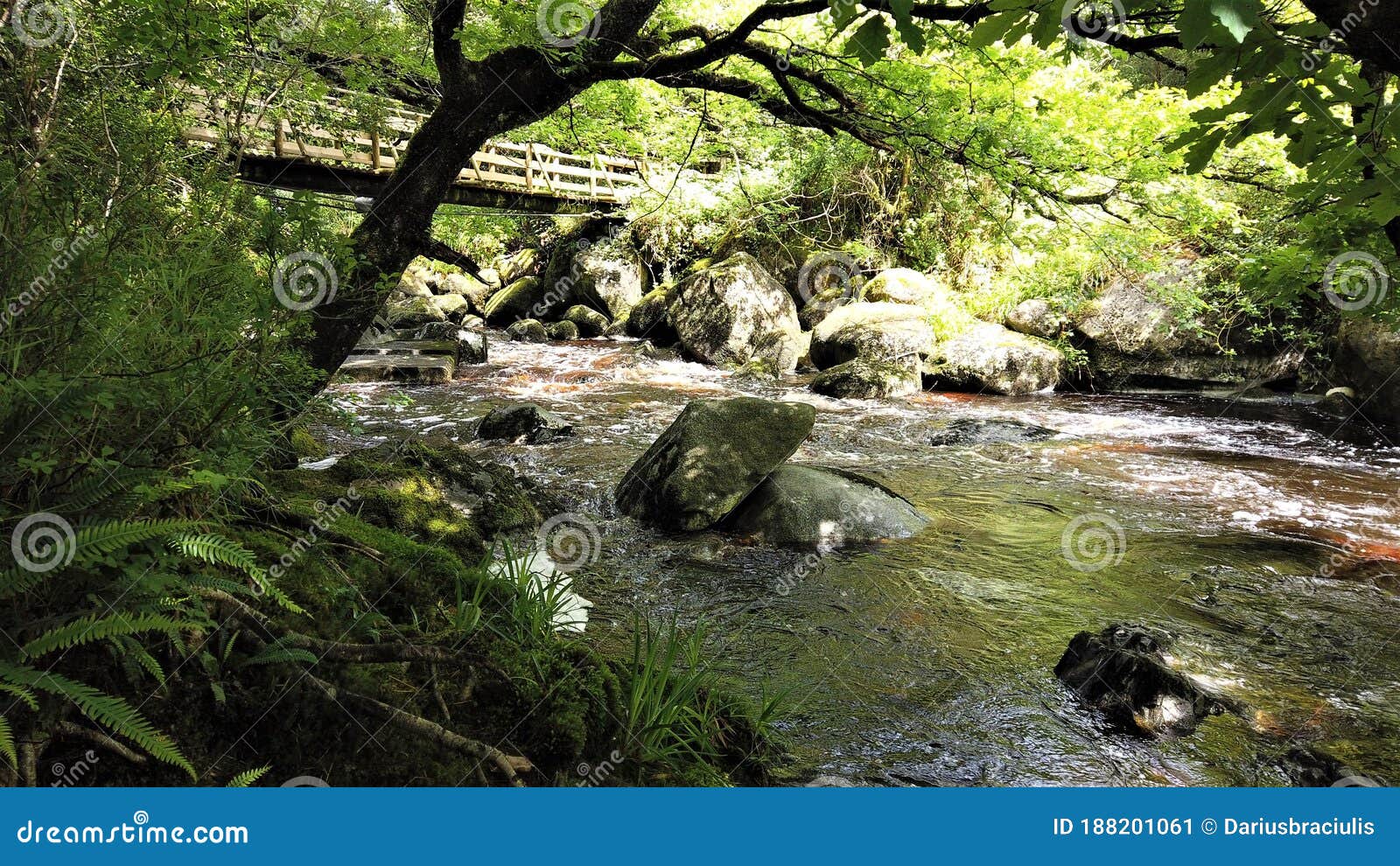 Water stream in forest. stock image. Image of fresh - 188201061