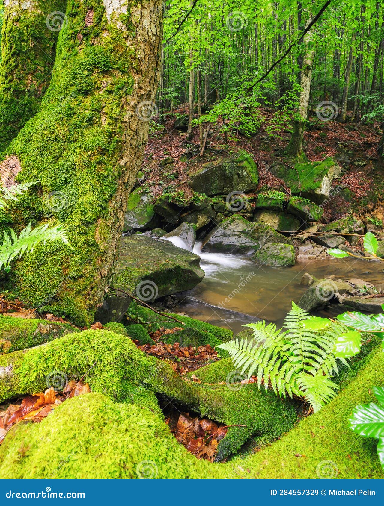 Water stream in the forest stock image. Image of tourism - 284557329