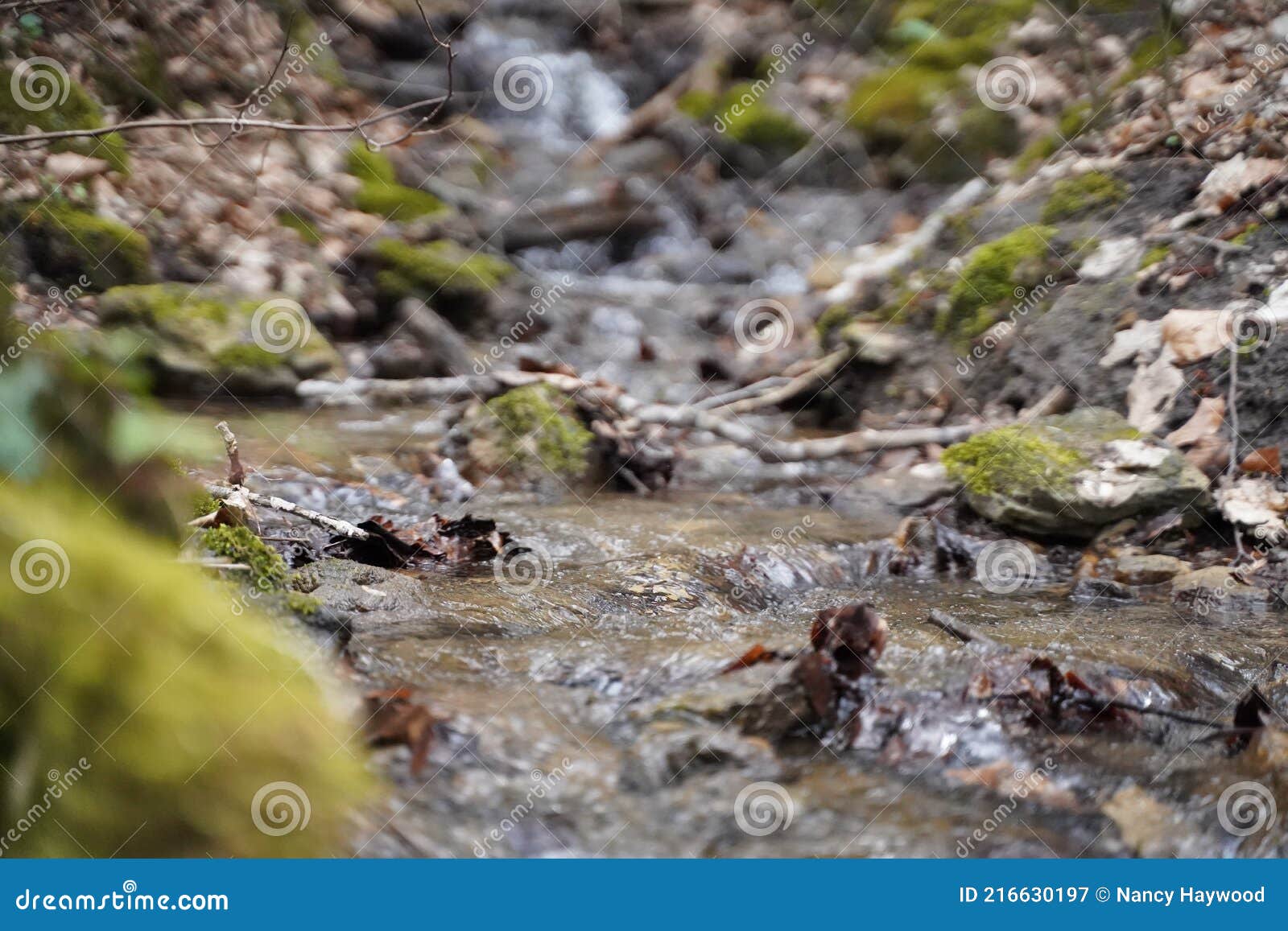 Water Stream in the Forest Close Up Stock Image - Image of heal ...