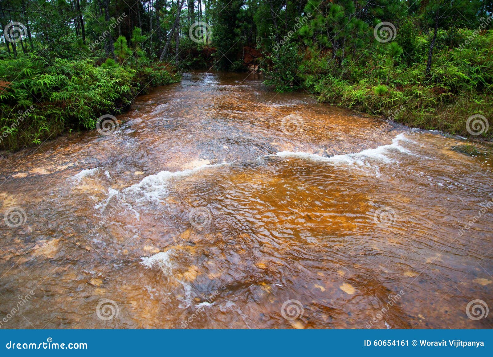 Water stream in forest stock image. Image of blurred - 60654161