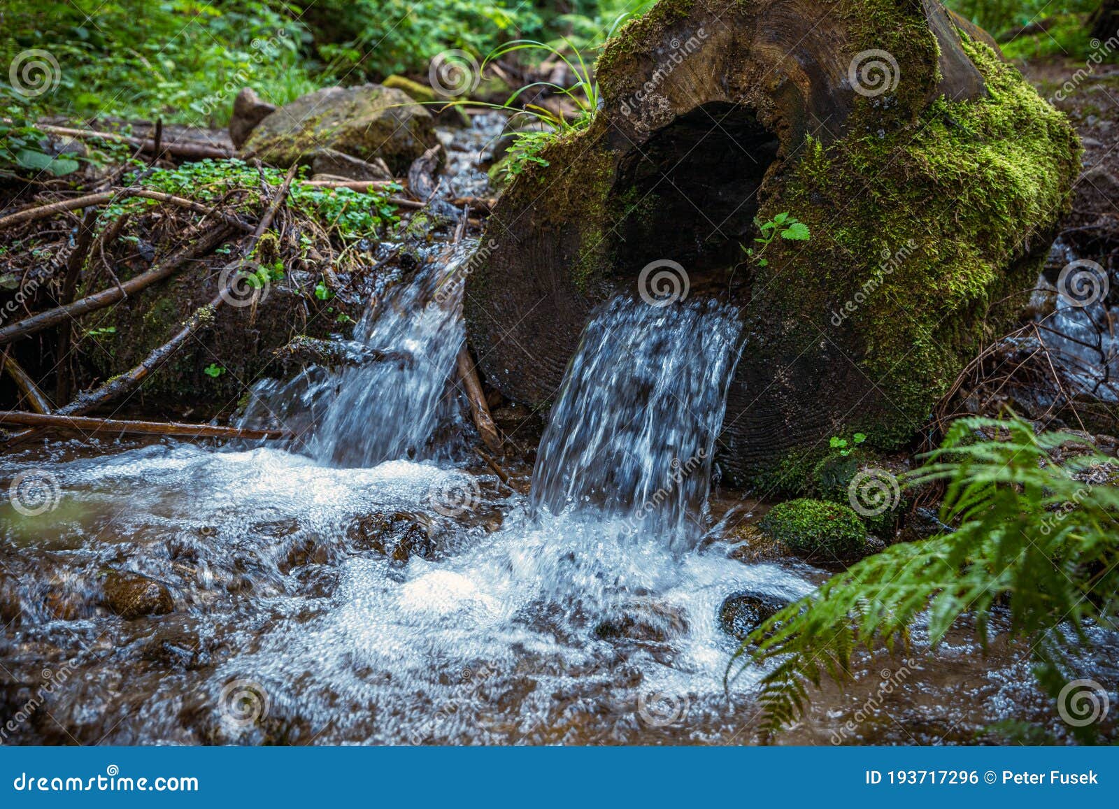 Water Flowing through the Middle of a Tree Trunk Stock Photo - Image of ...