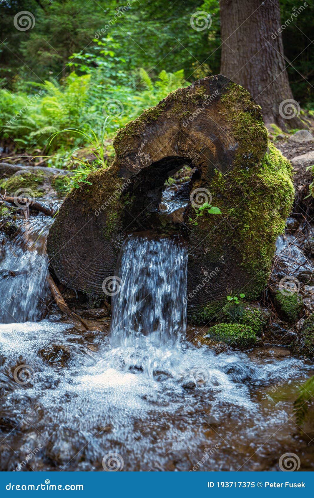 Water Flowing through the Middle of a Tree Trunk Stock Image - Image of ...