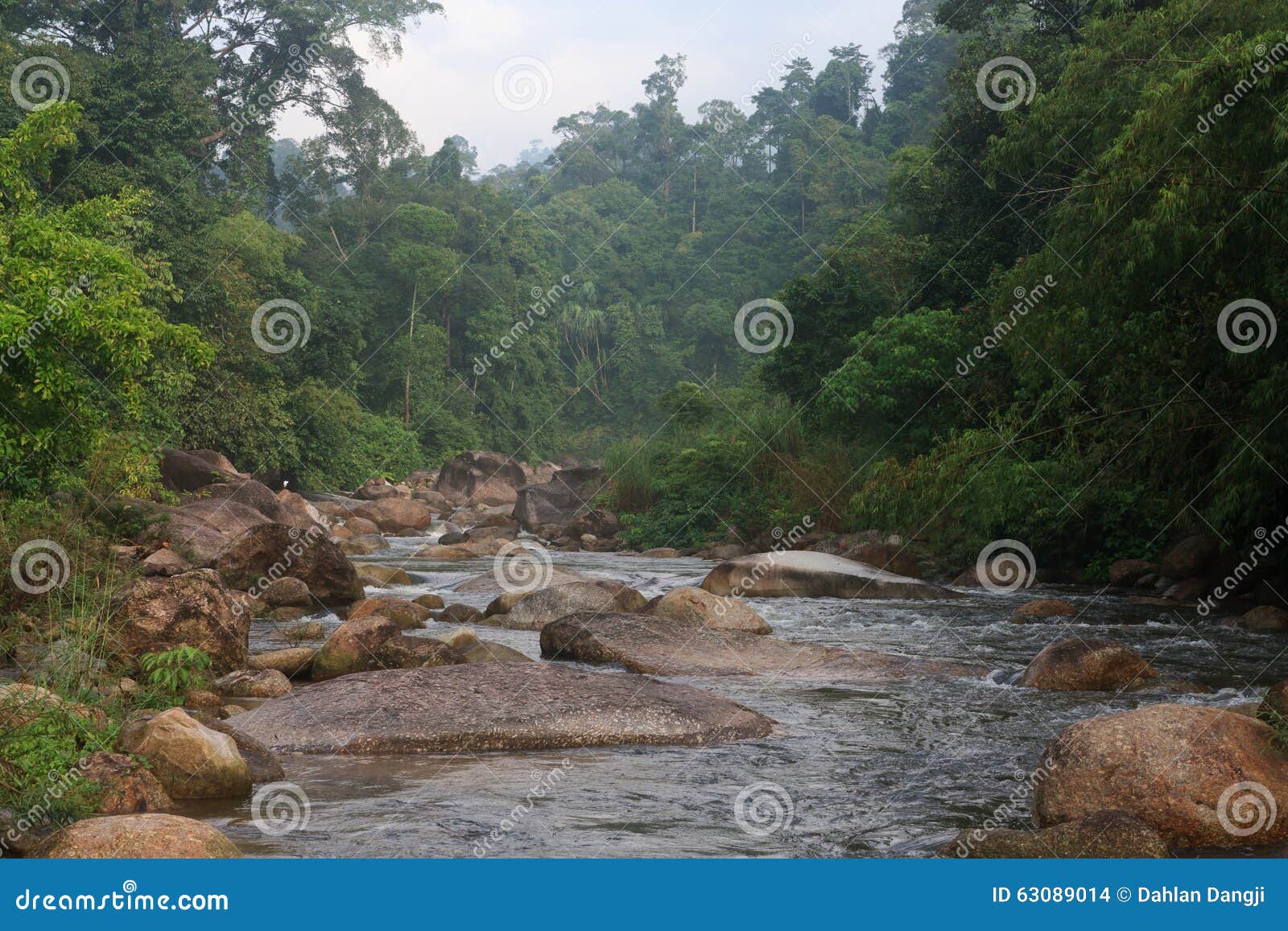 Water stream in forest stock photo. Image of green, nature - 63089014