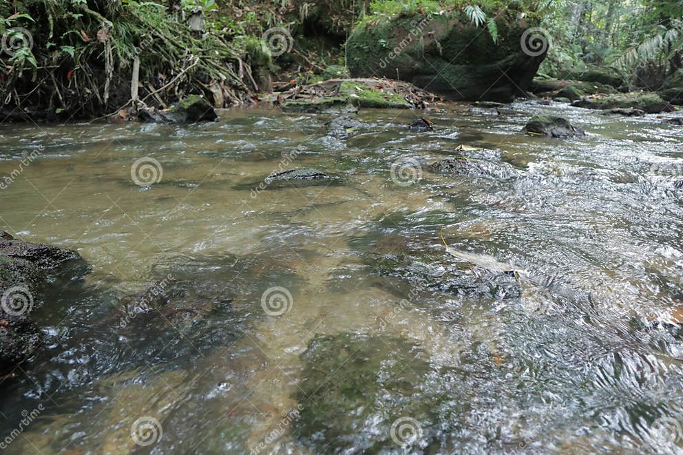 Water Stream in Forest with Mossy Rocks, Small Water Fall in Spring ...
