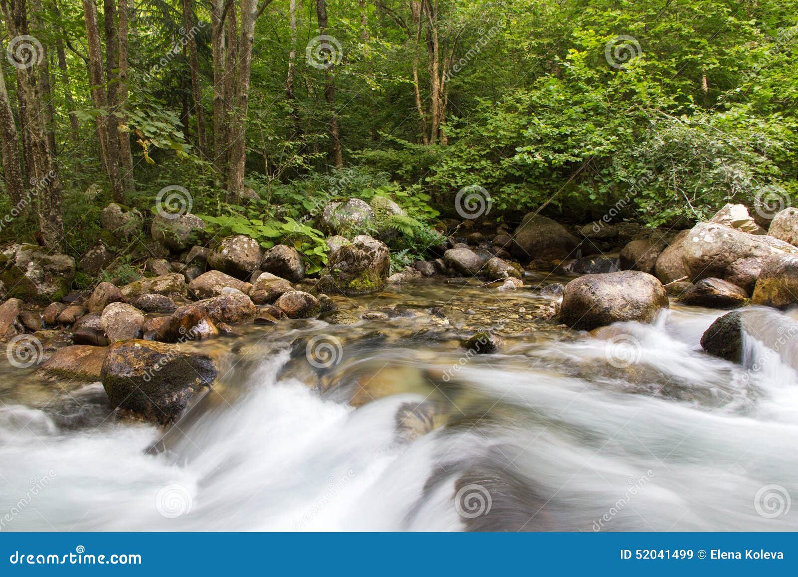 Water stream in forest stock image. Image of freshness - 52041499