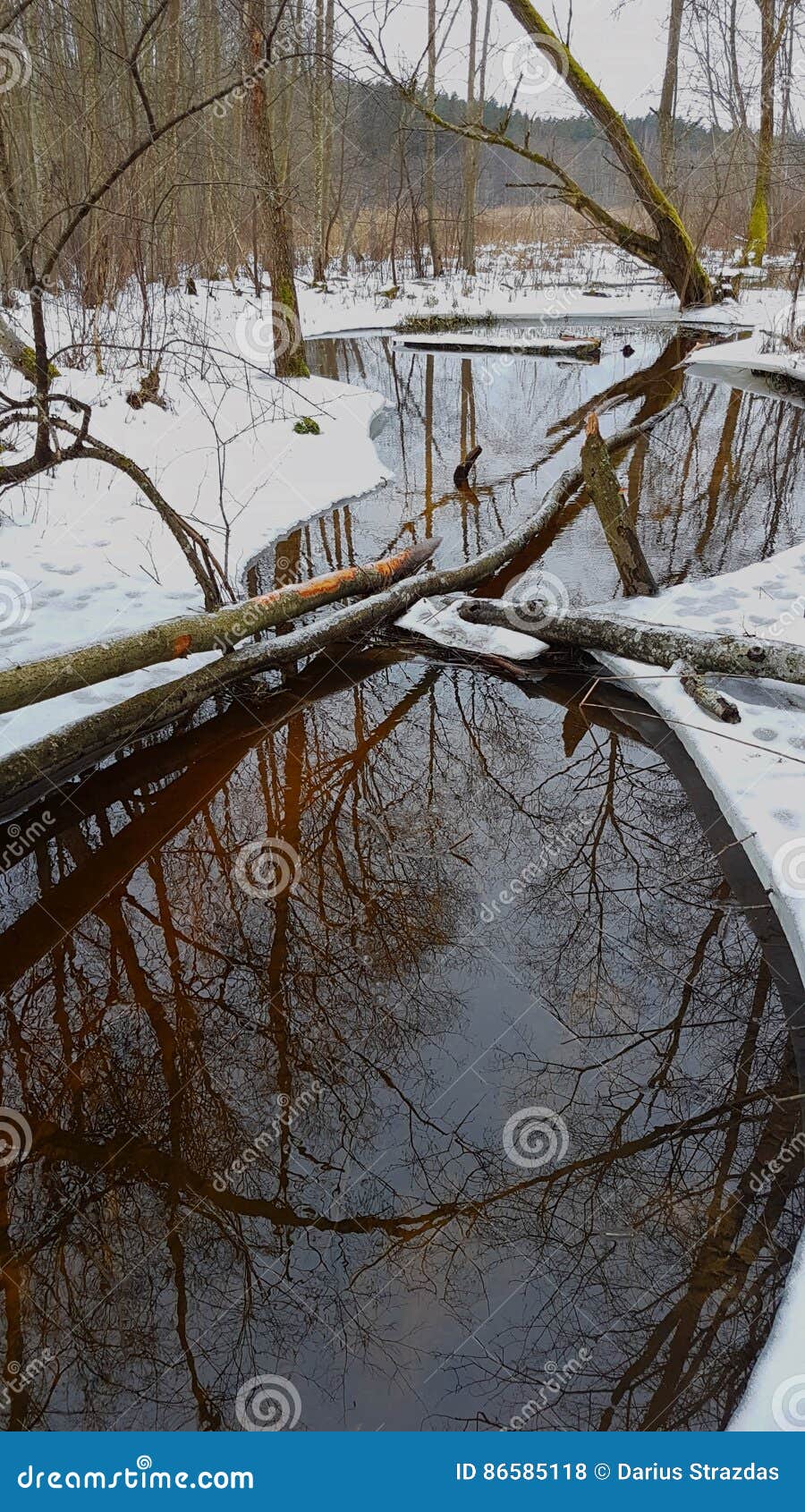 Water stream in forest stock photo. Image of reflection - 86585118