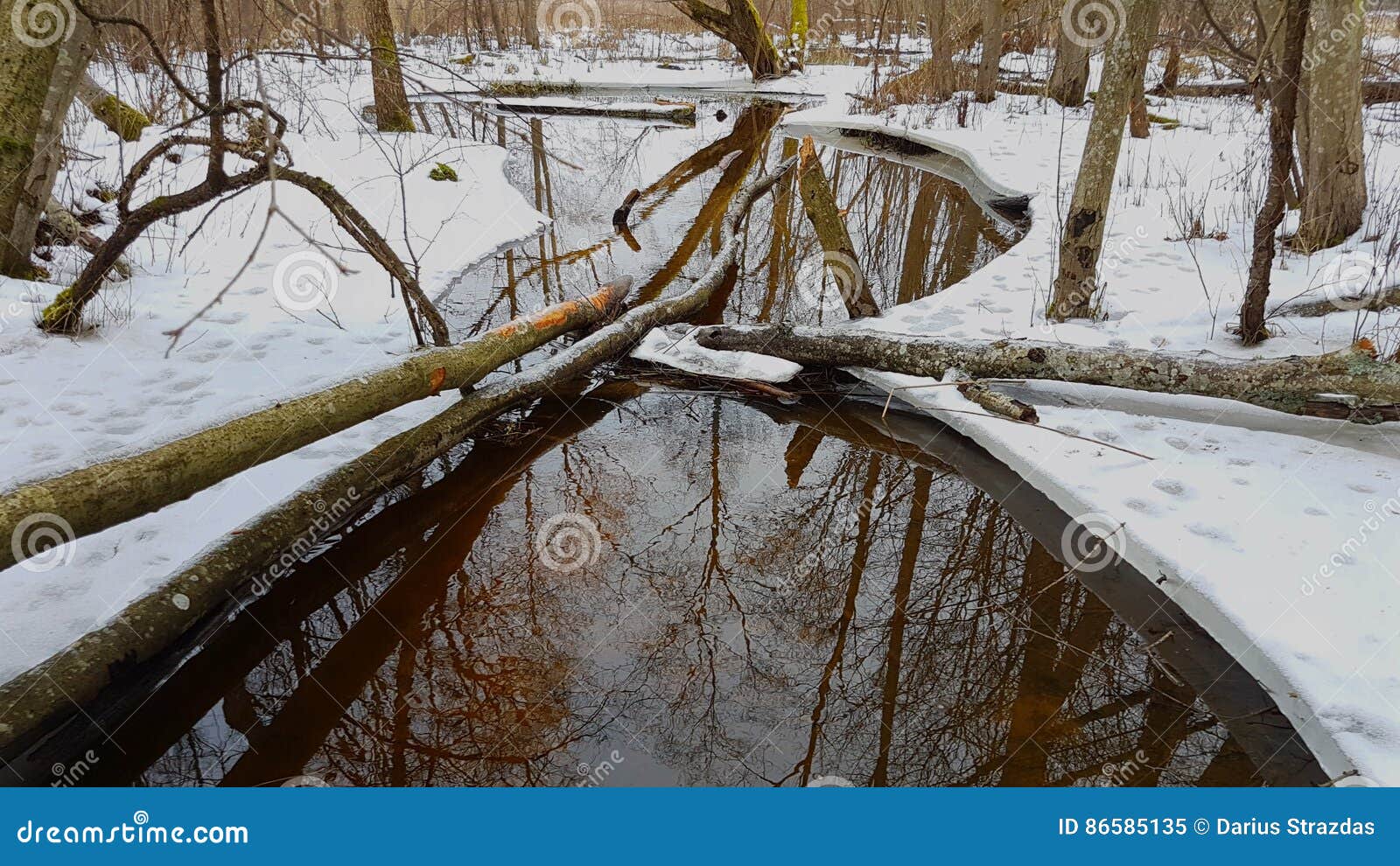 Water stream in forest stock image. Image of winter, plant - 86585135