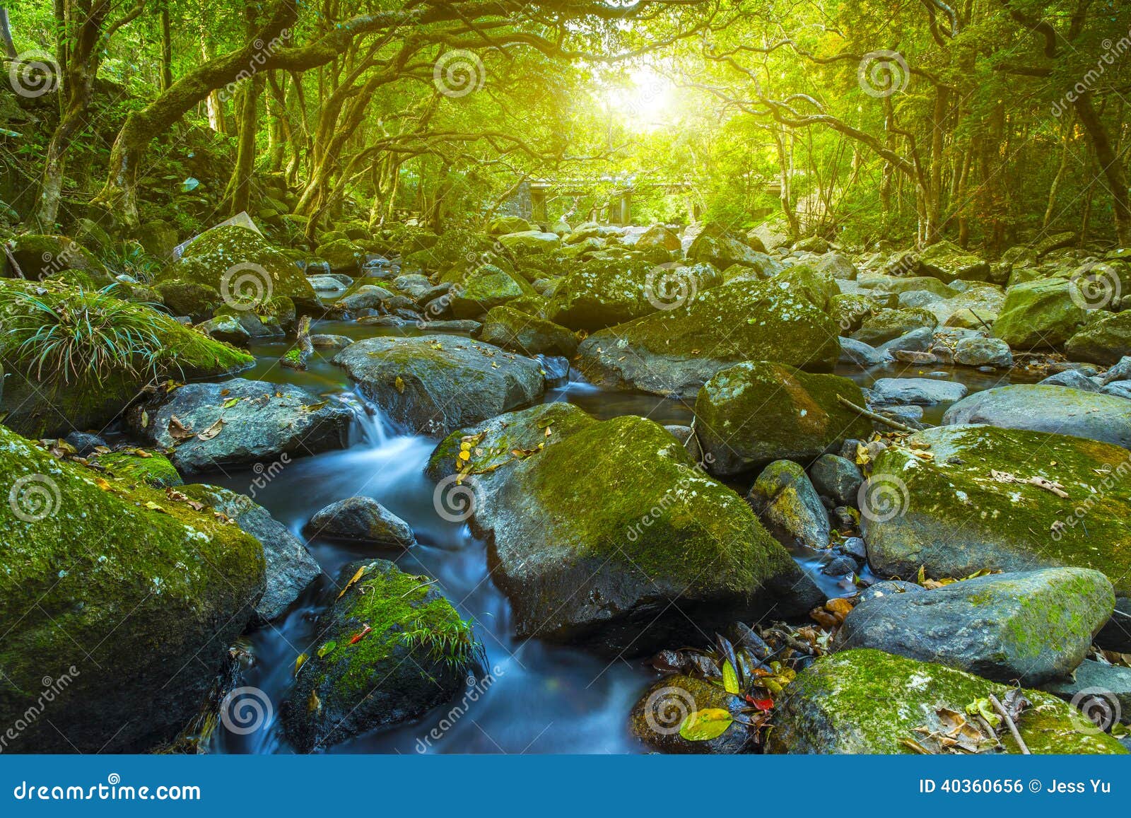 Water Stream in Forest River Stock Photo - Image of flowing, paradise ...