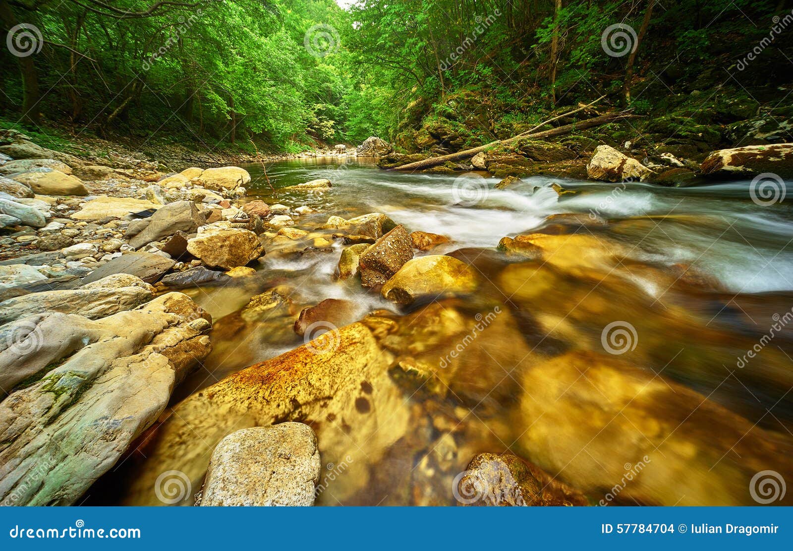 Water Stream in Forest stock photo. Image of flowing - 57784704