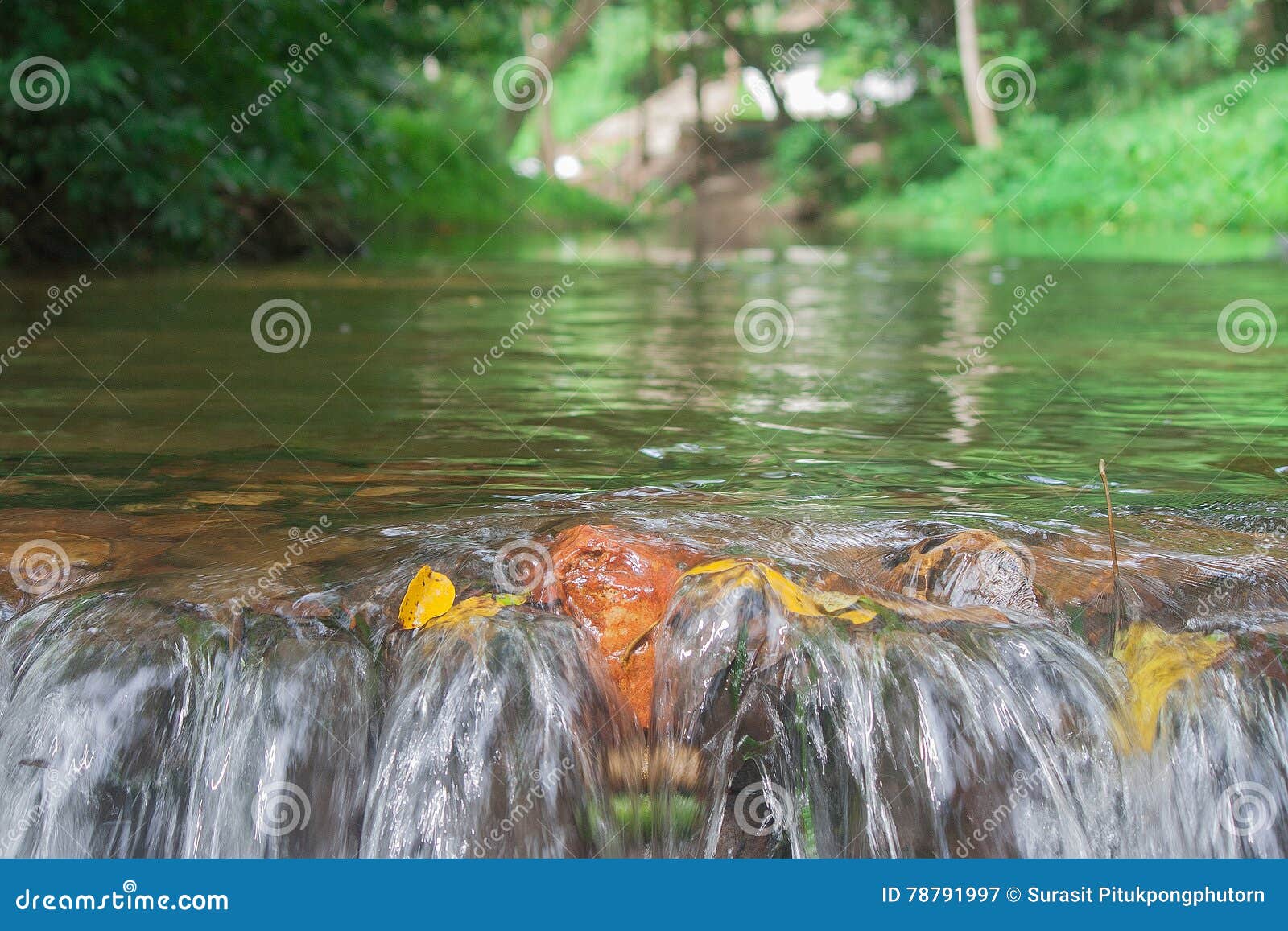 Water stream in forest stock image. Image of streem, branch - 78791997