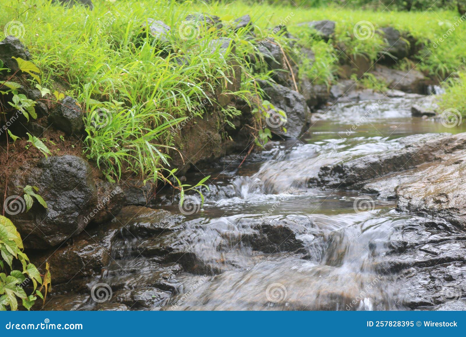 A Water Stream in the Forest Stock Image - Image of flowing, nature ...