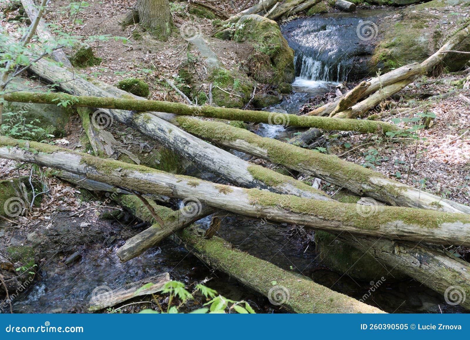 Water stream in the forest stock image. Image of green - 260390505