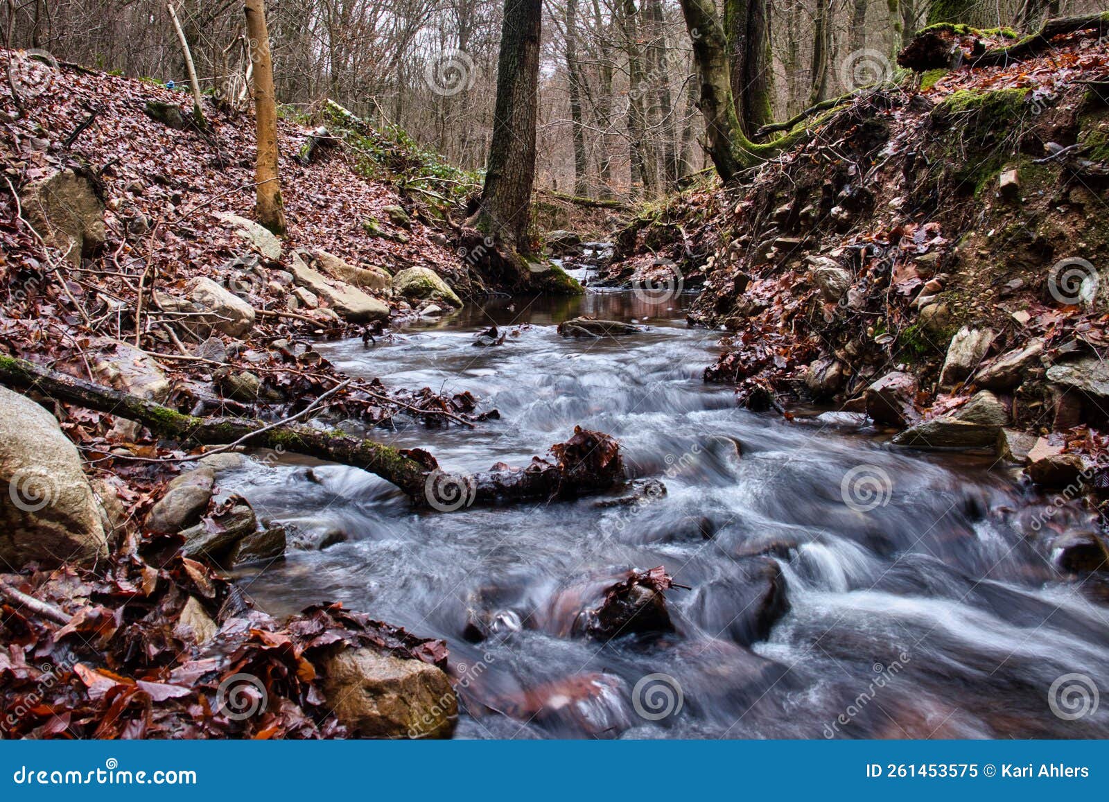 Water in Stream in German Forest Stock Image - Image of wilderness ...
