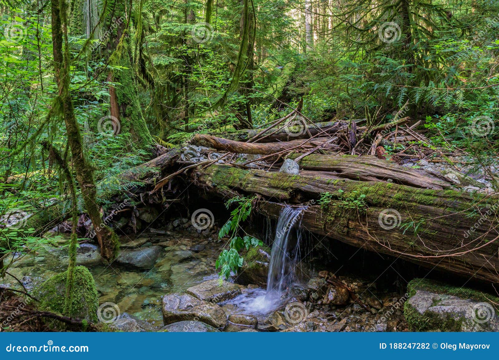 Water Stream Going through Fallen Tree in the Summer Green Old Forest ...