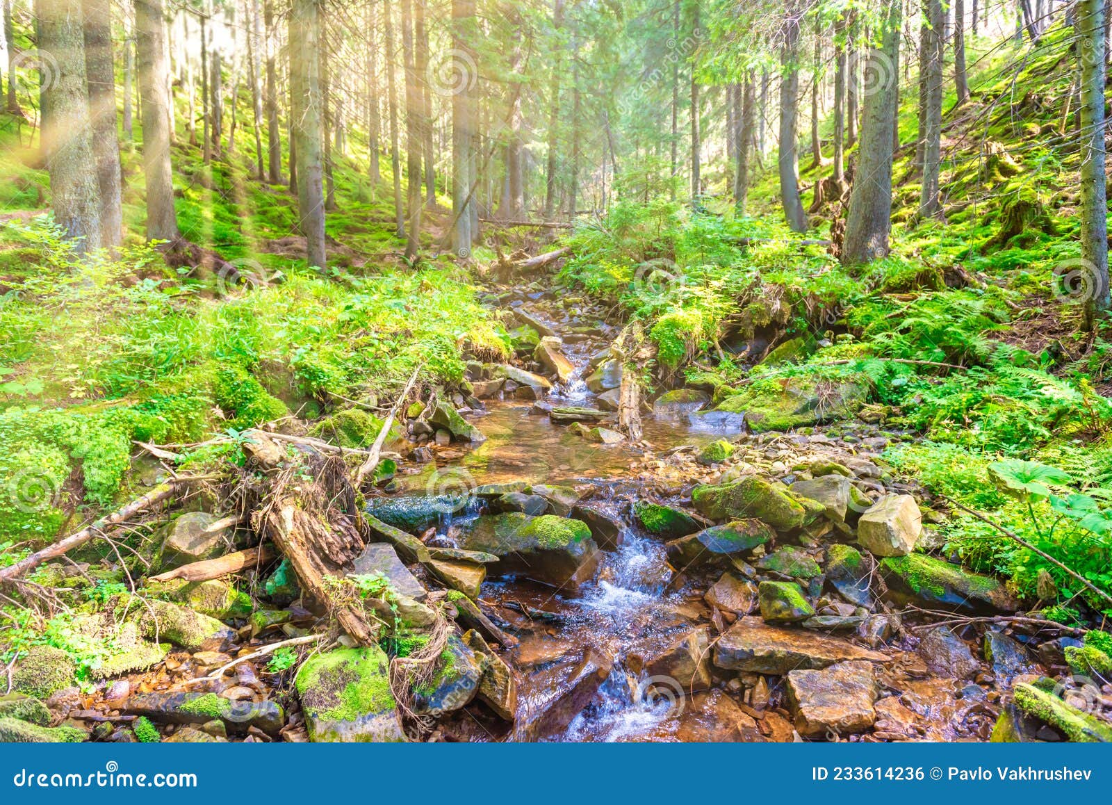 Water Stream in Green Forest Stock Photo - Image of creek, travel ...