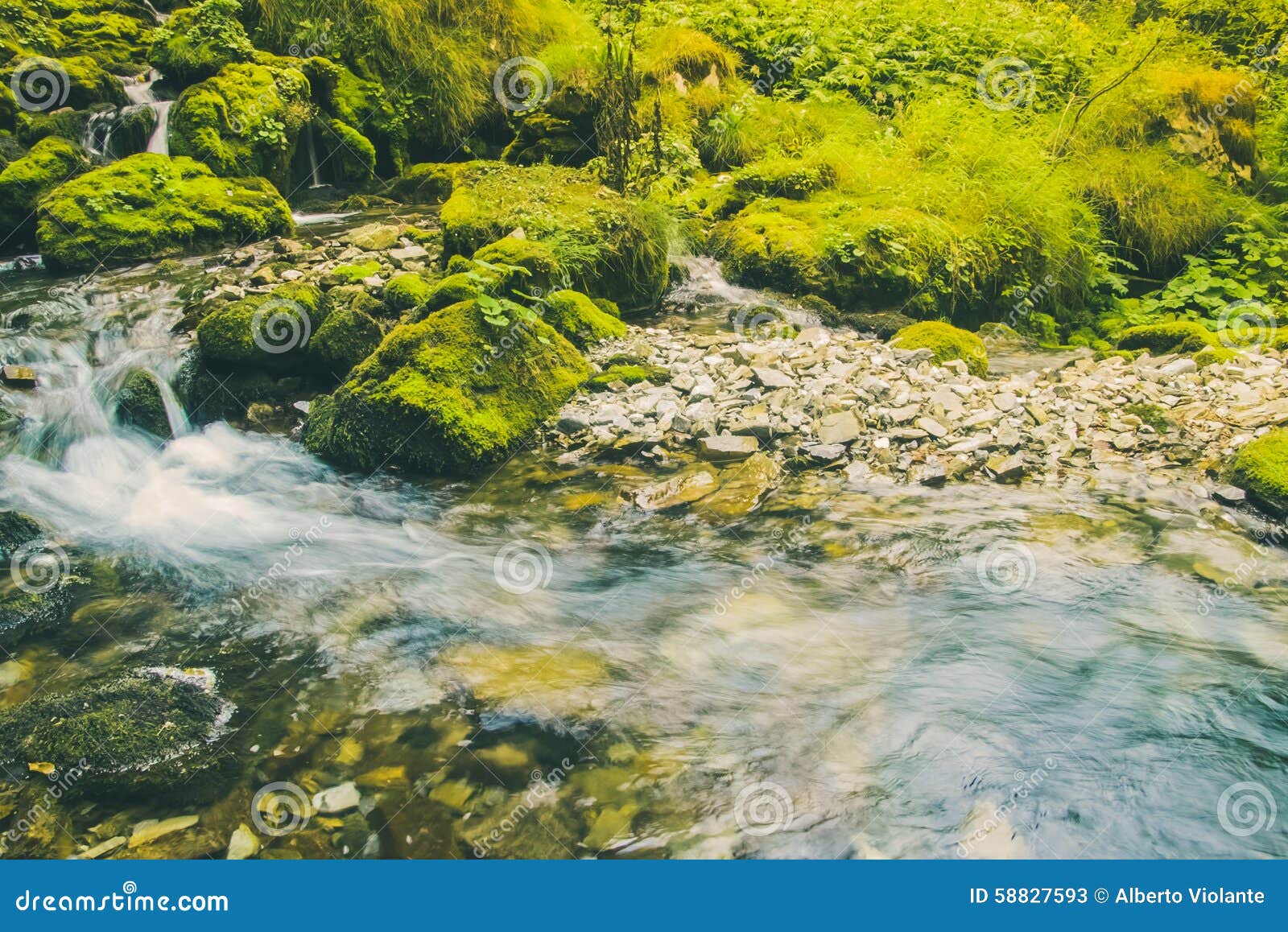 Water stream in the jungle stock image. Image of lush - 58827593
