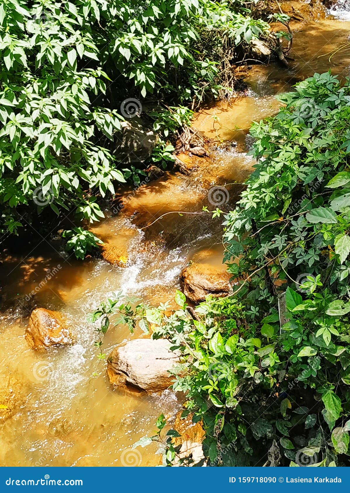 Water Stream in Midst of Forest Stock Photo - Image of stream, natural ...