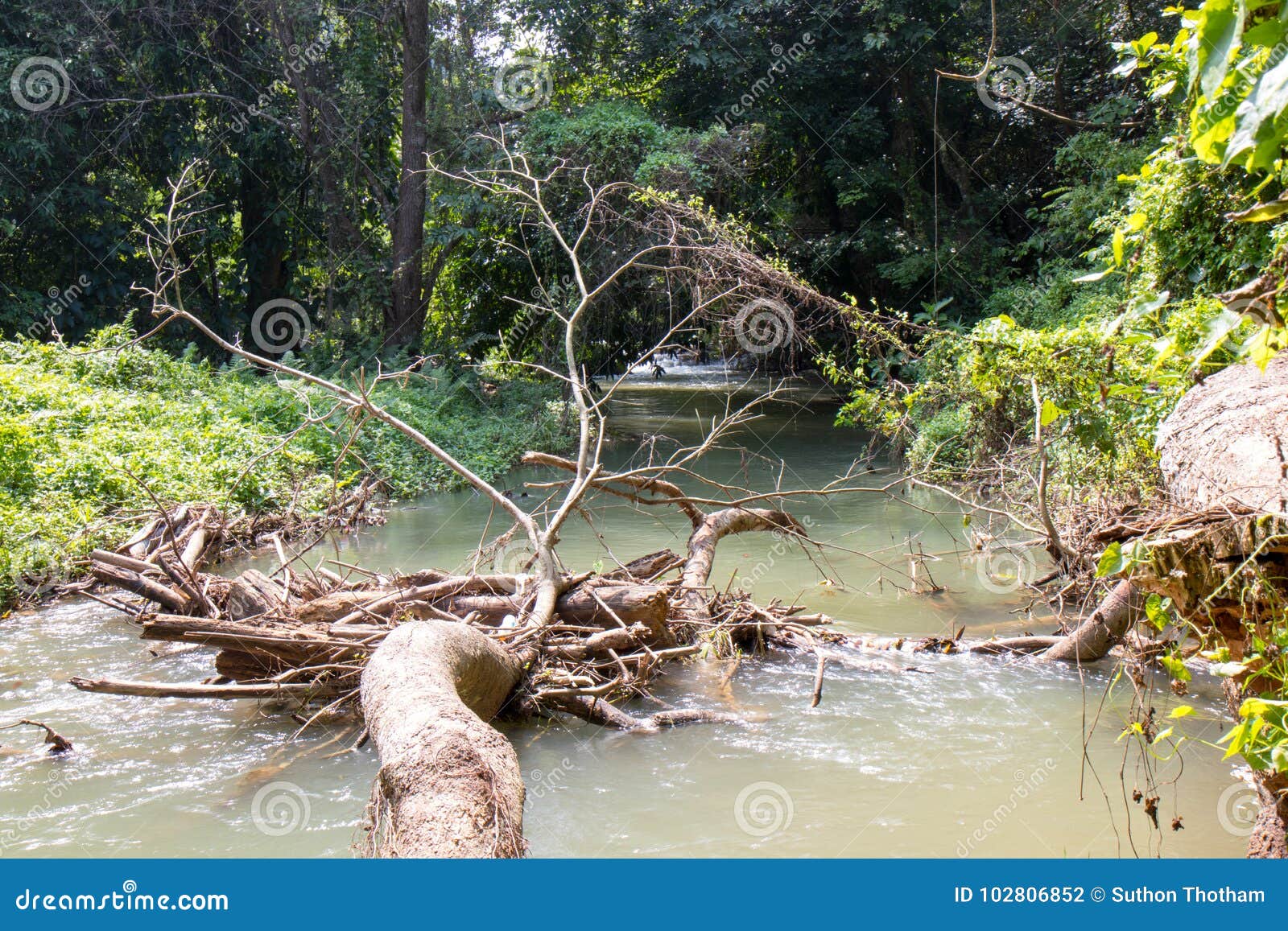 Water Stream of a Mountain River with Fallen Tree Stock Photo - Image ...
