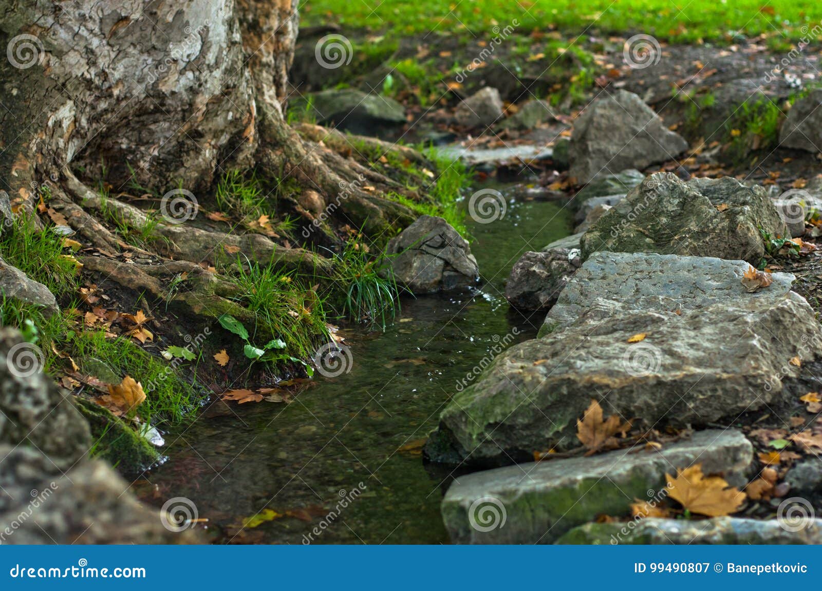 Water Stream Passing by the Roots of a Big Old Tree at Dawn in Topcider ... Water Stream Passing by the Roots of a Big Old Tree at Dawn in Topcider ...