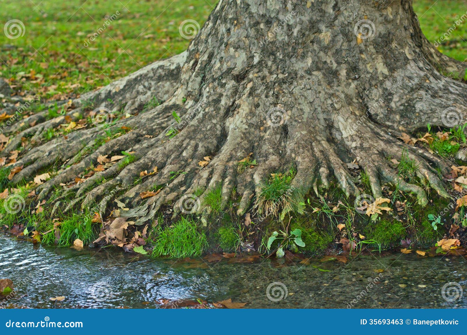 Water Stream Passing by the Roots of a Big Old Tree at Morning Stock ...