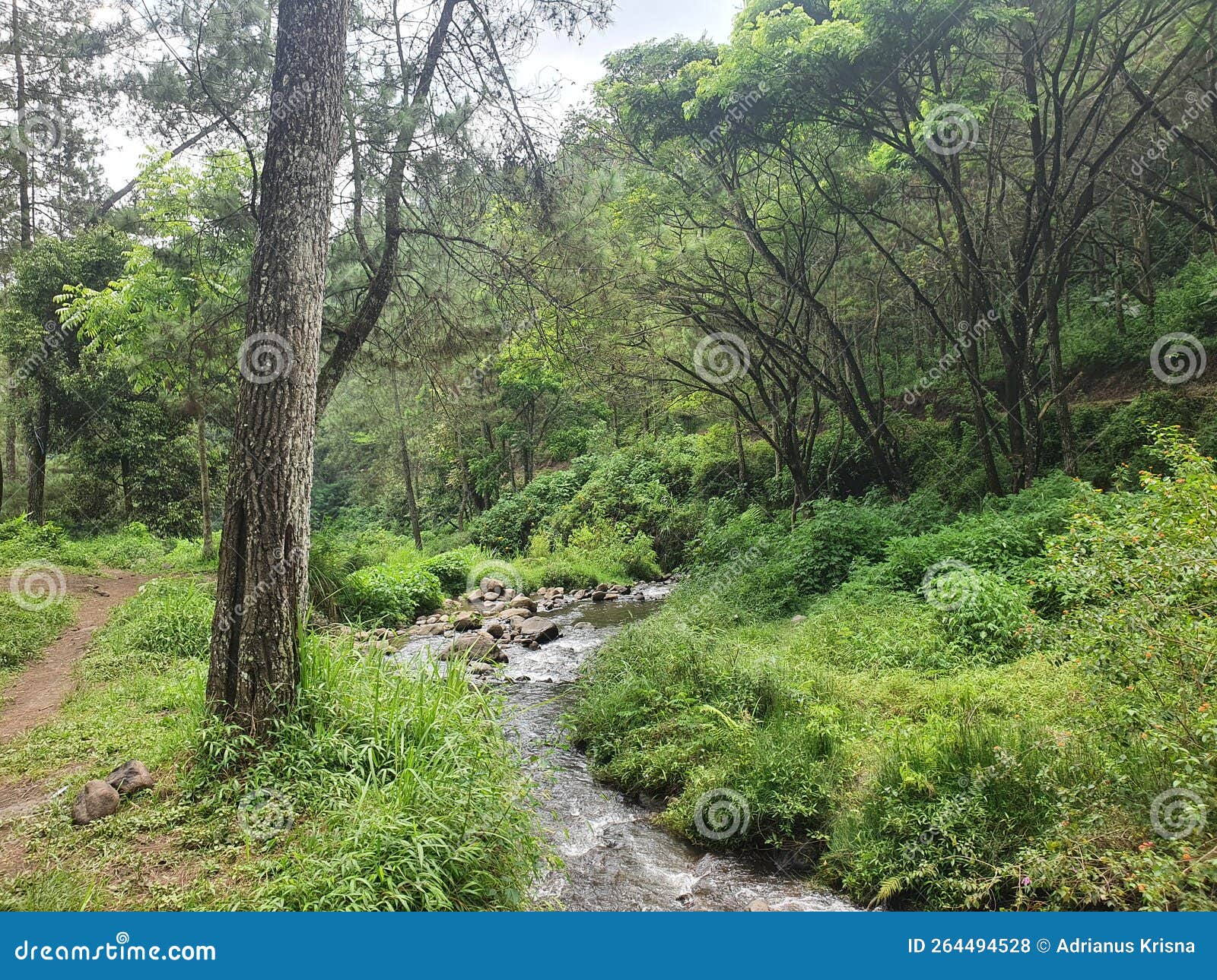 Small River in the Tropical Forest Stock Photo - Image of small ...
