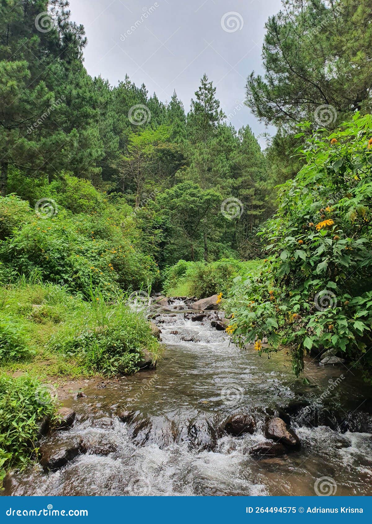 Small River in the Tropical Forest Stock Image - Image of watercourse ...