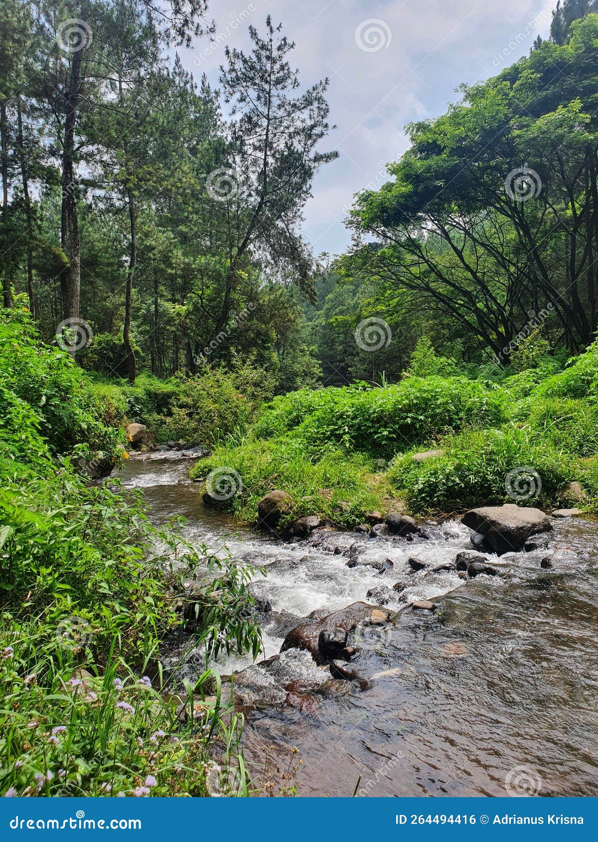 Water Stream in the Tropical Forest Stock Photo - Image of water ...