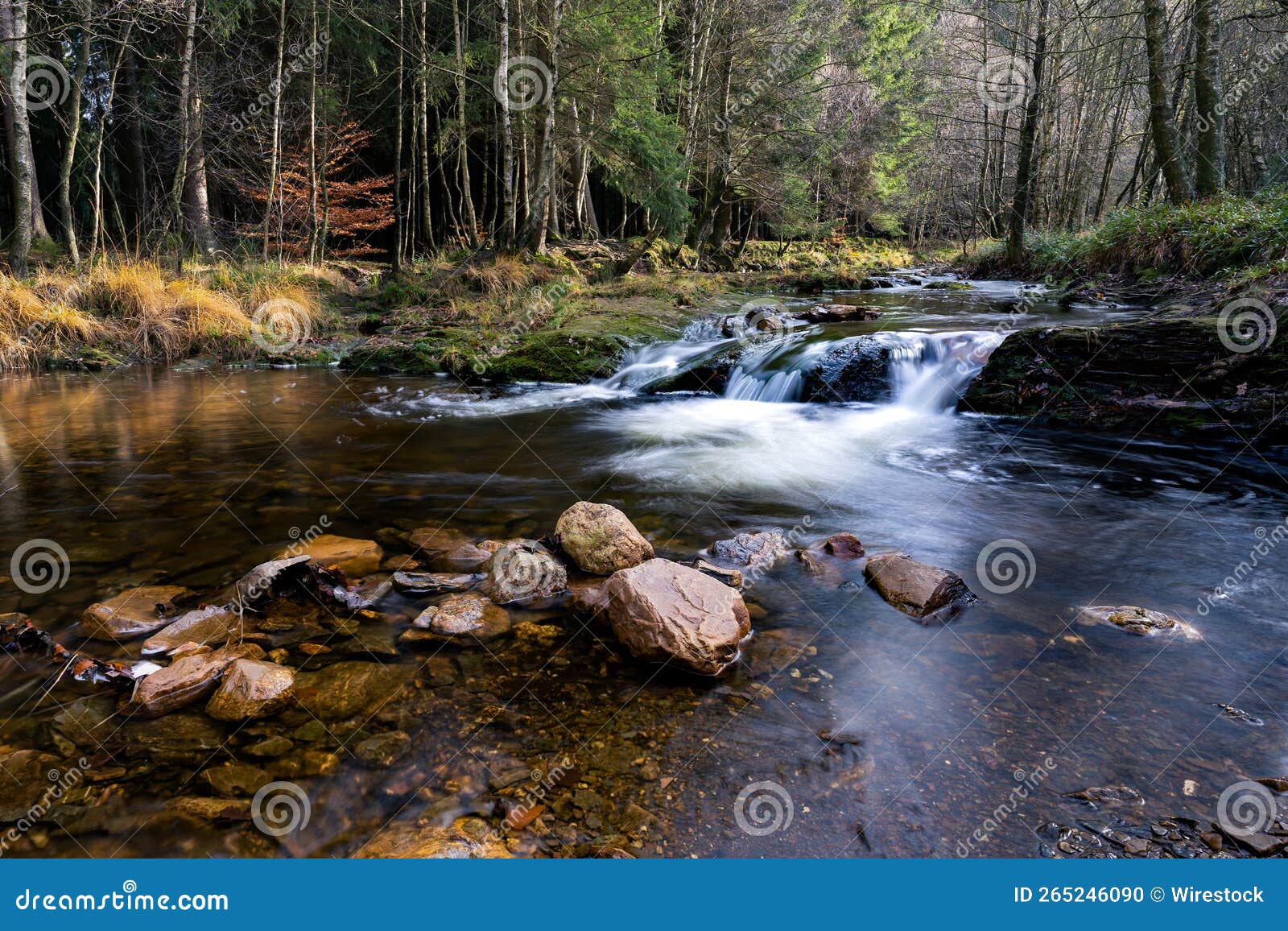 Water Stream with Stones and Surrounded by Trees in a Forest Stock ...